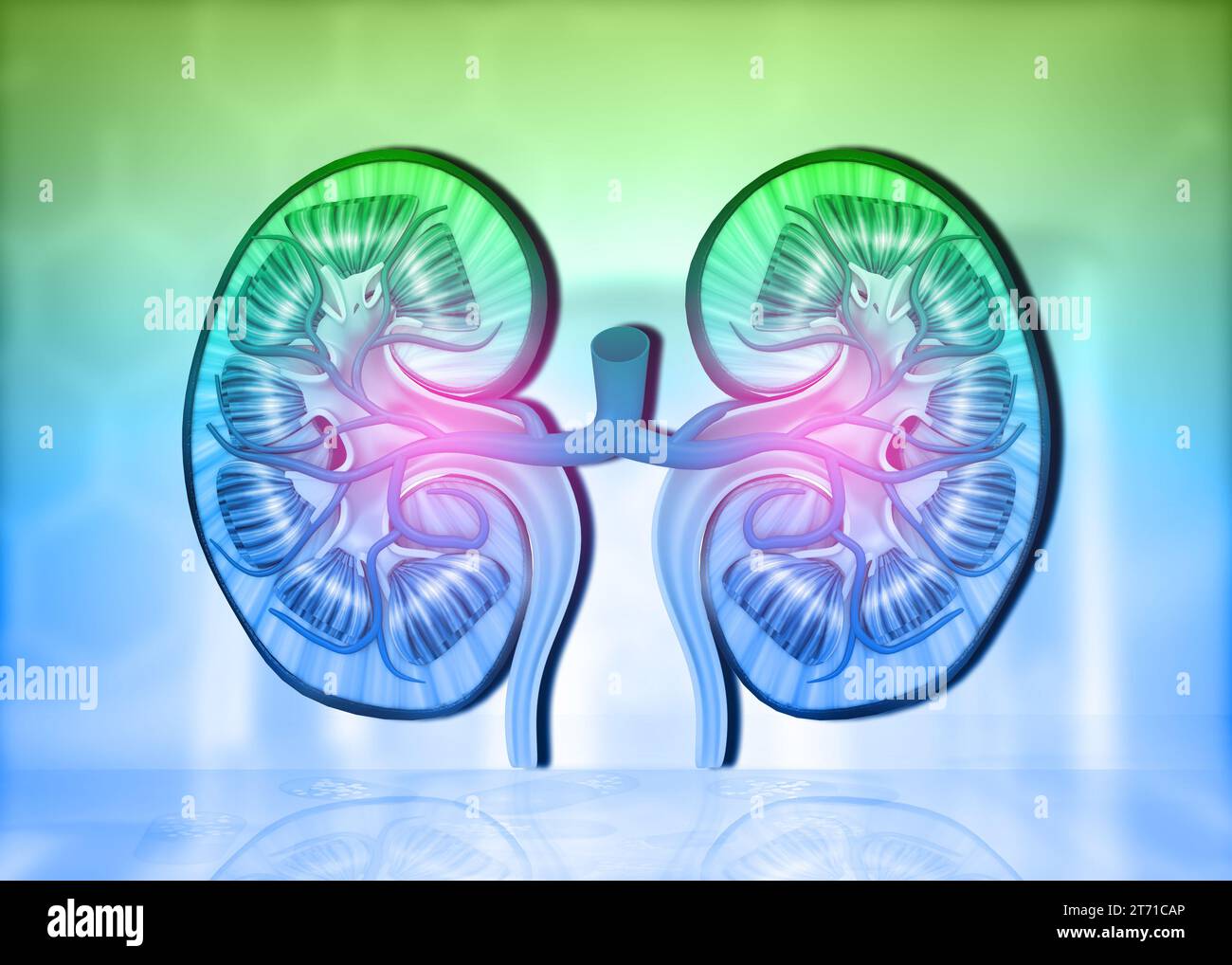 Cross section of human kidney on science background. 3d illustration ...