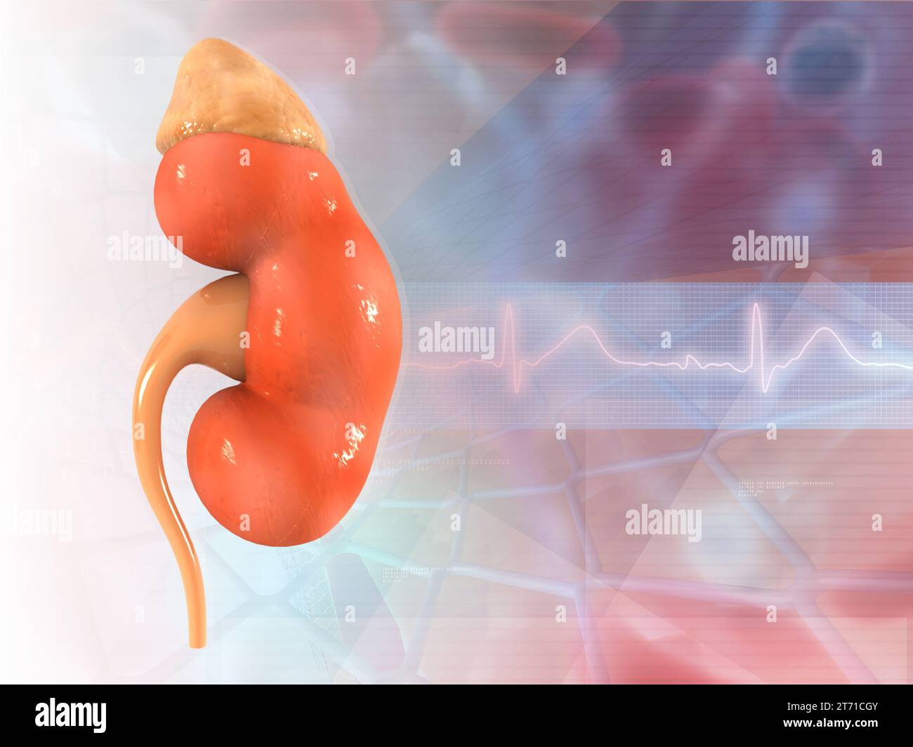 Human kidney anatomy on medical background. 3d illustration Stock Photo ...
