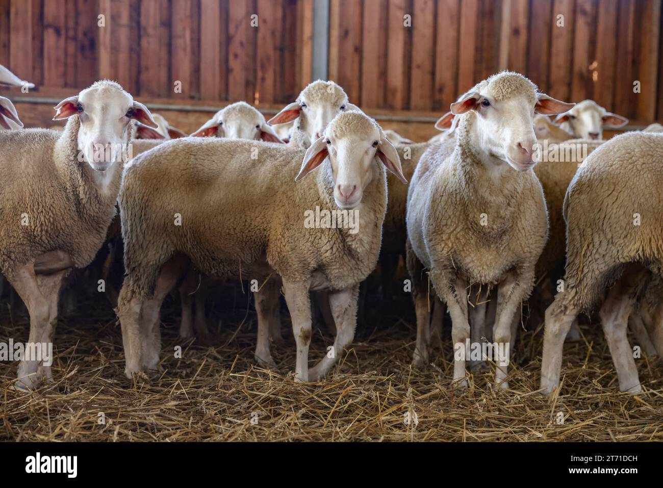 Many sheep in barn on farm. Cute animals Stock Photo - Alamy