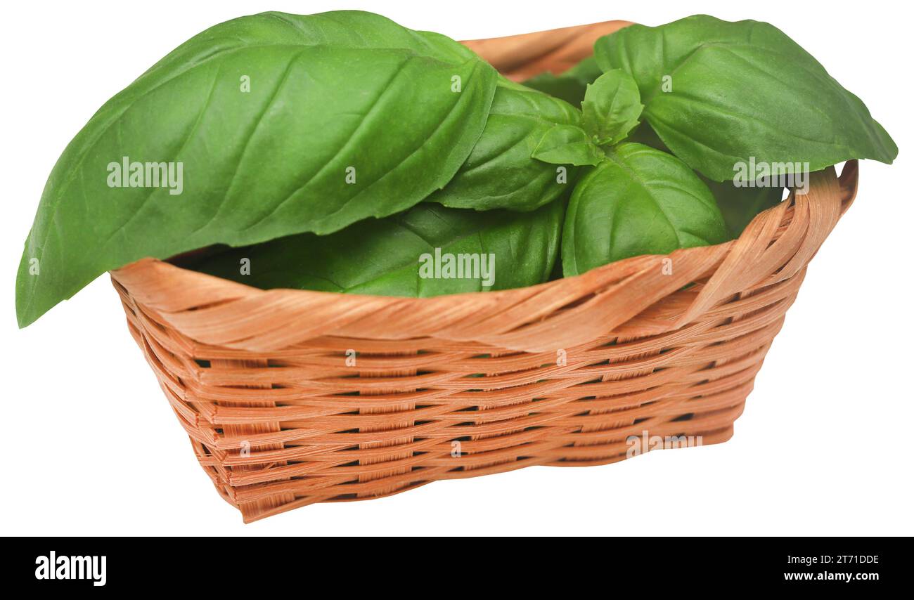 Fresh basil leaves closeup and isolated Stock Photo - Alamy
