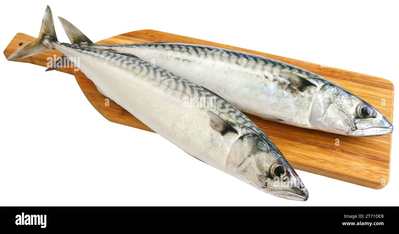 Atlantic mackerel freshly caught closeup Stock Photo - Alamy
