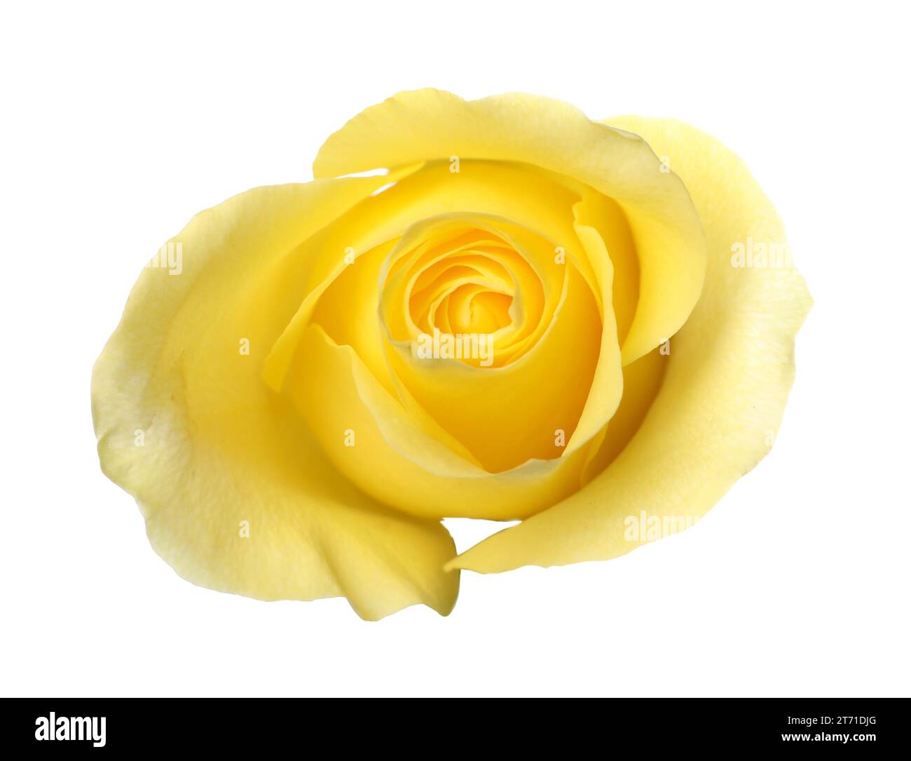 Beautiful fresh yellow rose isolated on white Stock Photo - Alamy
