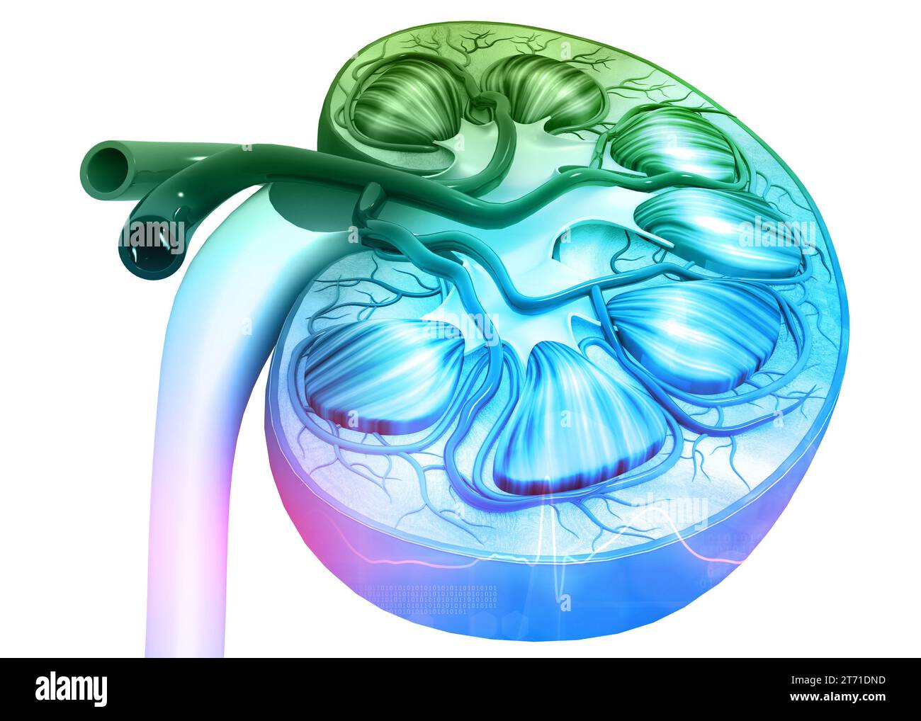 Human kidney cross section on science background. 3d render Stock Photo ...