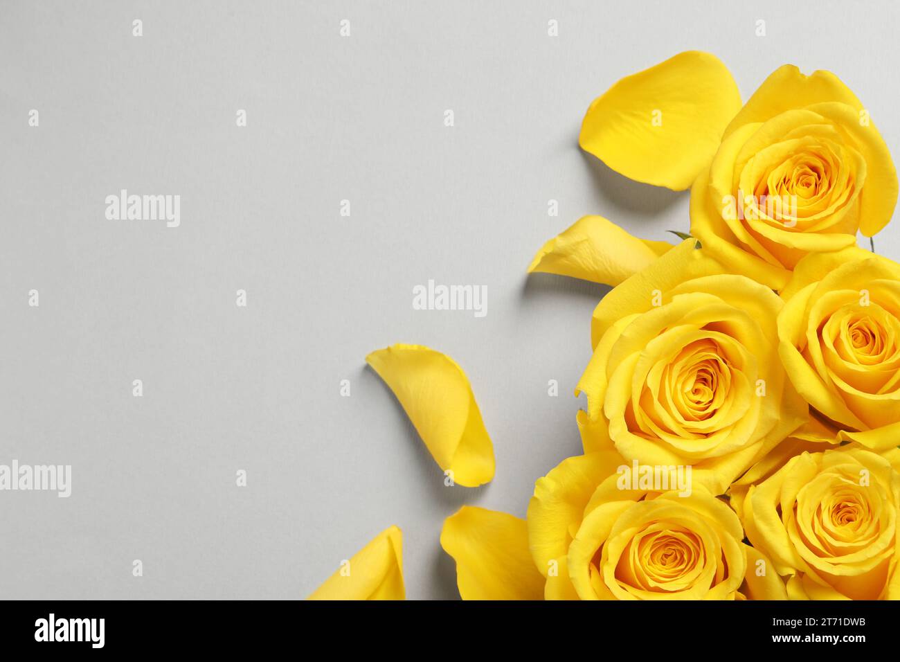 Beautiful yellow roses on light grey background, flat lay. Space for ...