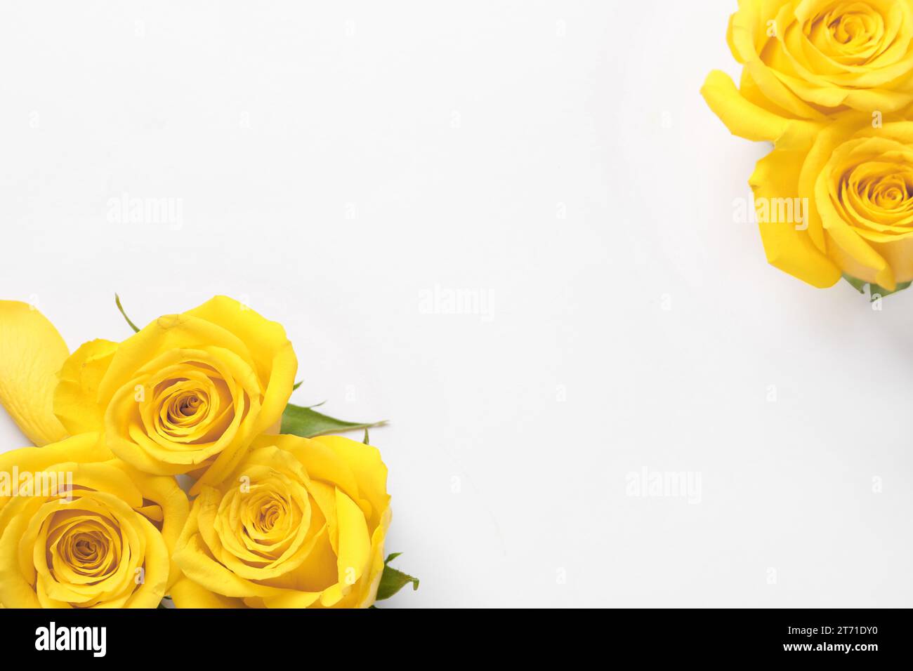 Beautiful yellow roses on white background, flat lay. Space for text ...