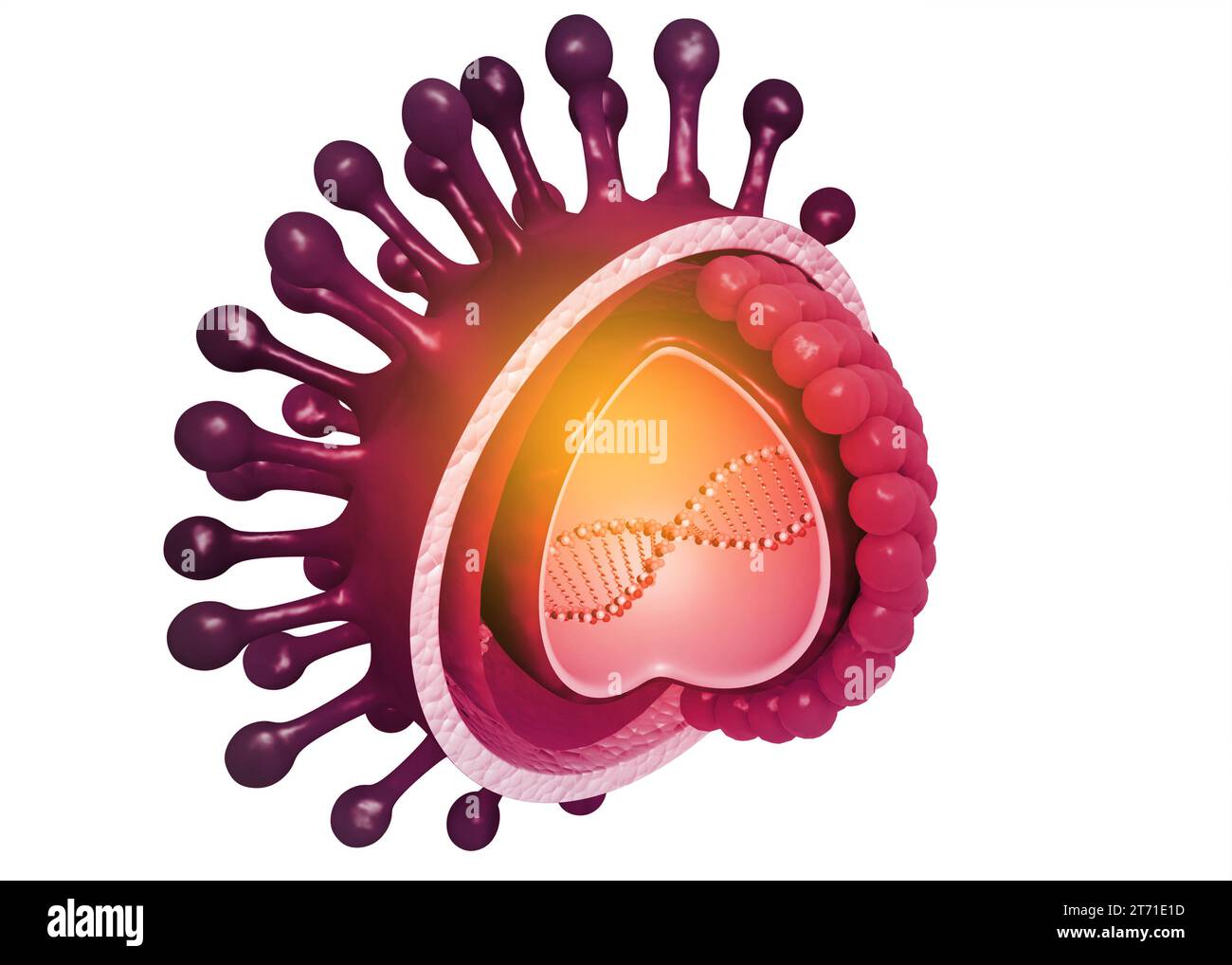 Virus anatomy. 3d render Stock Photo - Alamy