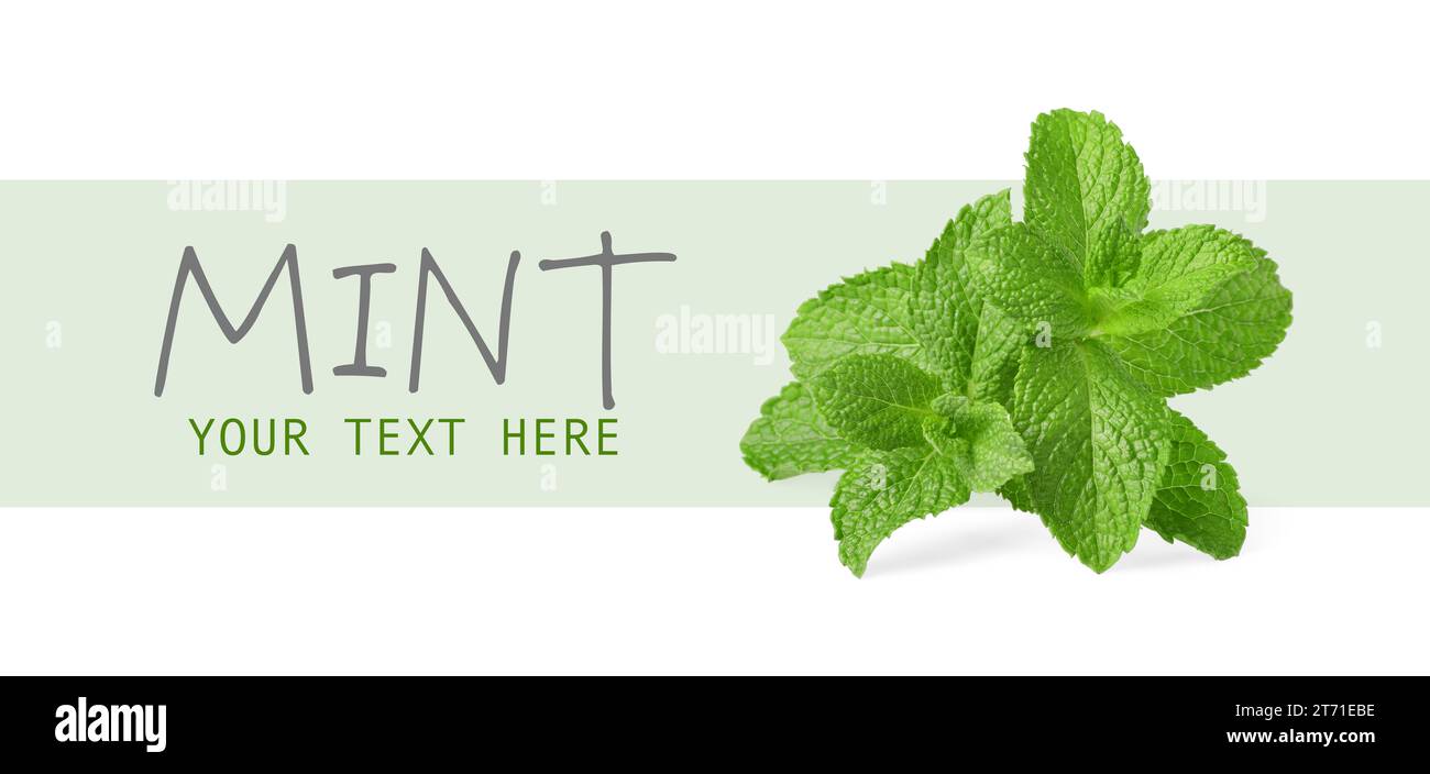 Fresh mint leaves on white background, space for your text. Banner ...
