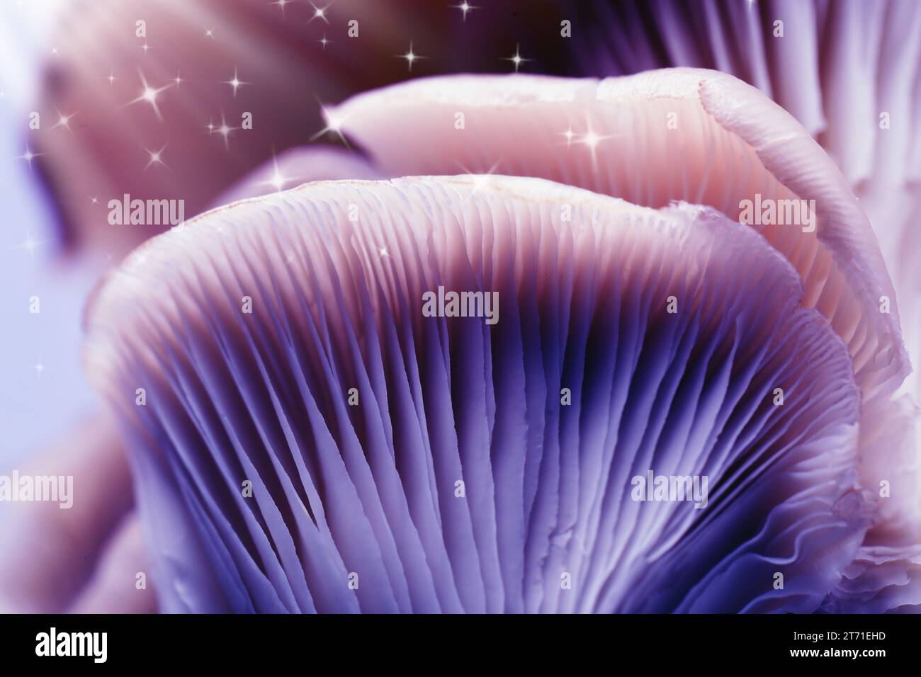 Fresh psilocybin (magic) mushrooms with stars, closeup view. Color ...