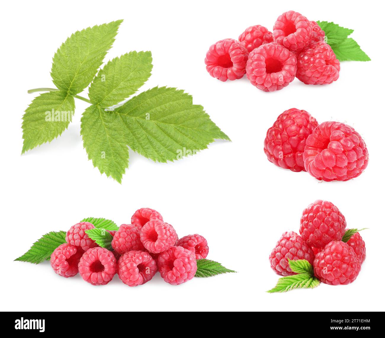 Twig raspberry leaves ripe Cut Out Stock Images & Pictures - Alamy