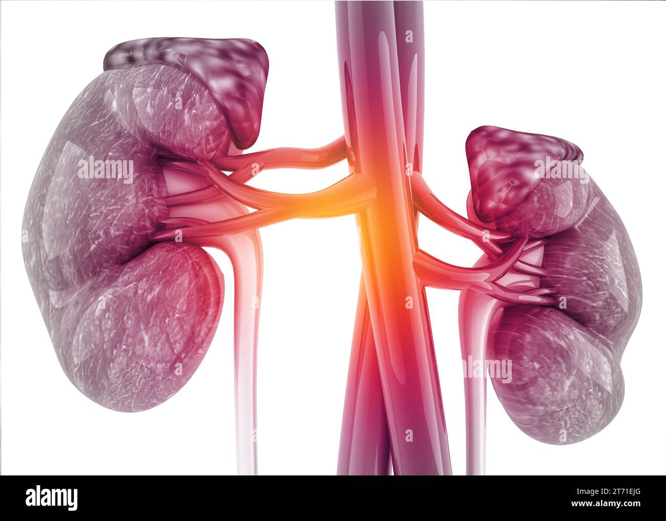 Human kidney on science background. 3d render Stock Photo - Alamy