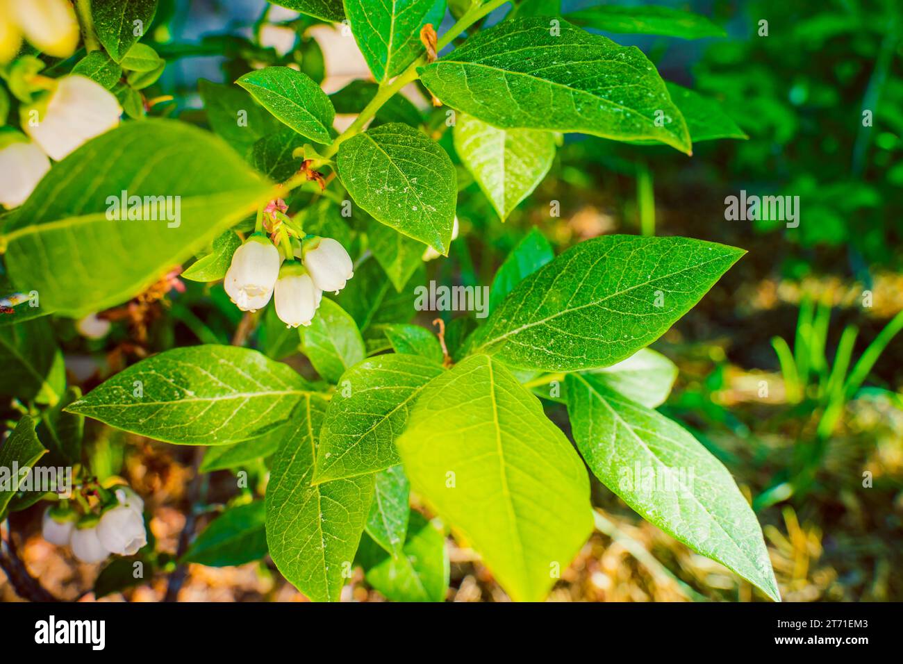 Blueberry bush blooming with white flowers close-up. Blueberry ...
