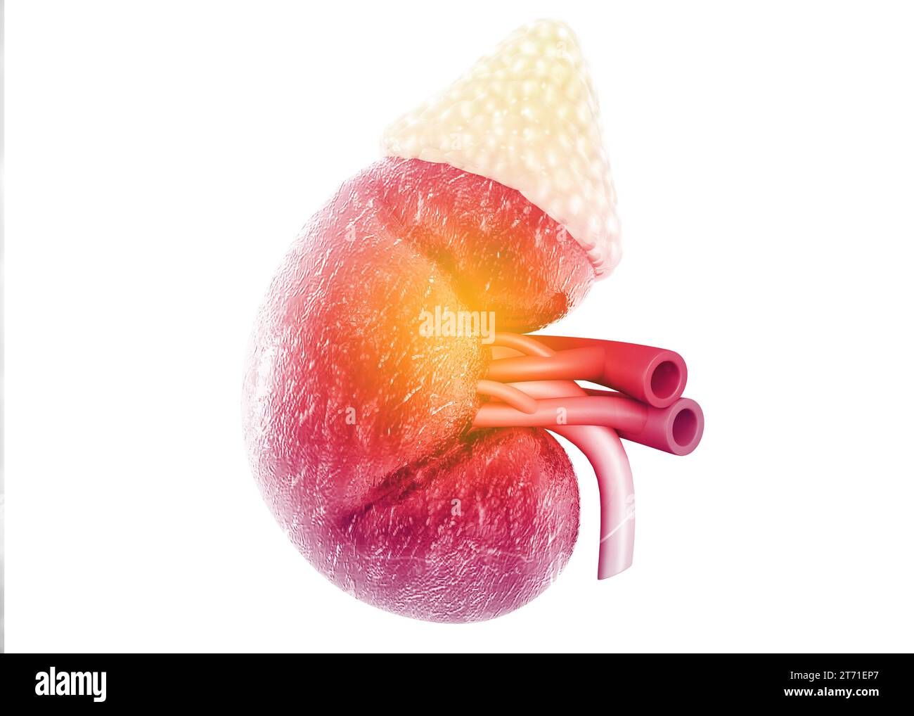 Human kidney on science background. 3d render Stock Photo - Alamy