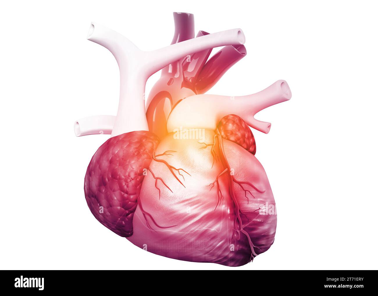 Human heart anatomy. 3d render Stock Photo - Alamy