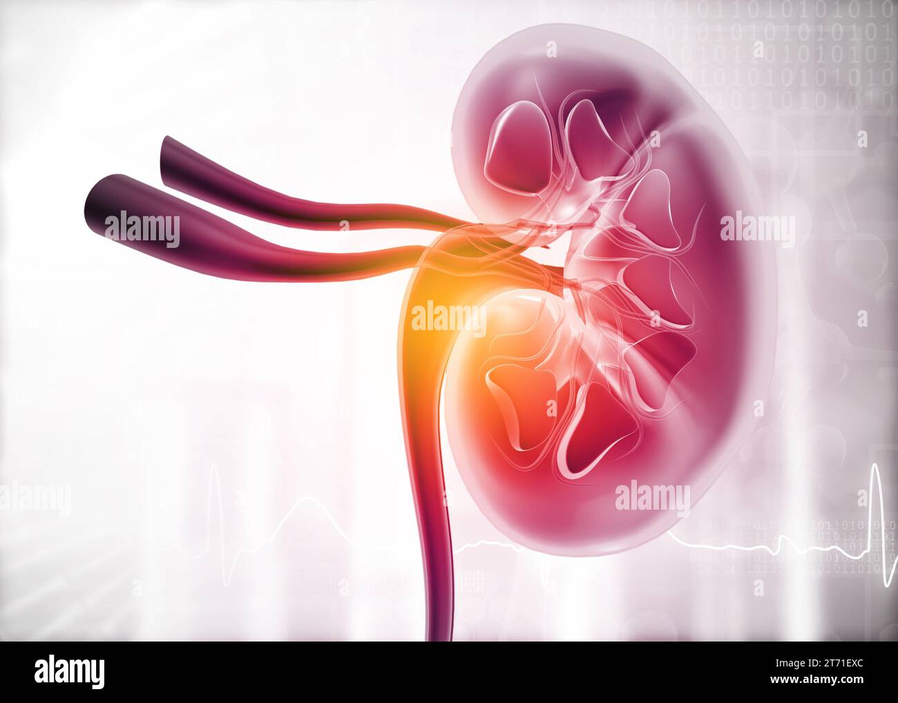 Human kidney cross section on science background. 3d render Stock Photo ...