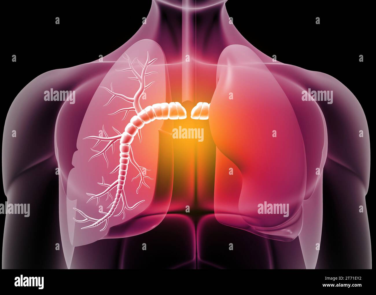 Anatomy of human lungs. 3d render Stock Photo - Alamy