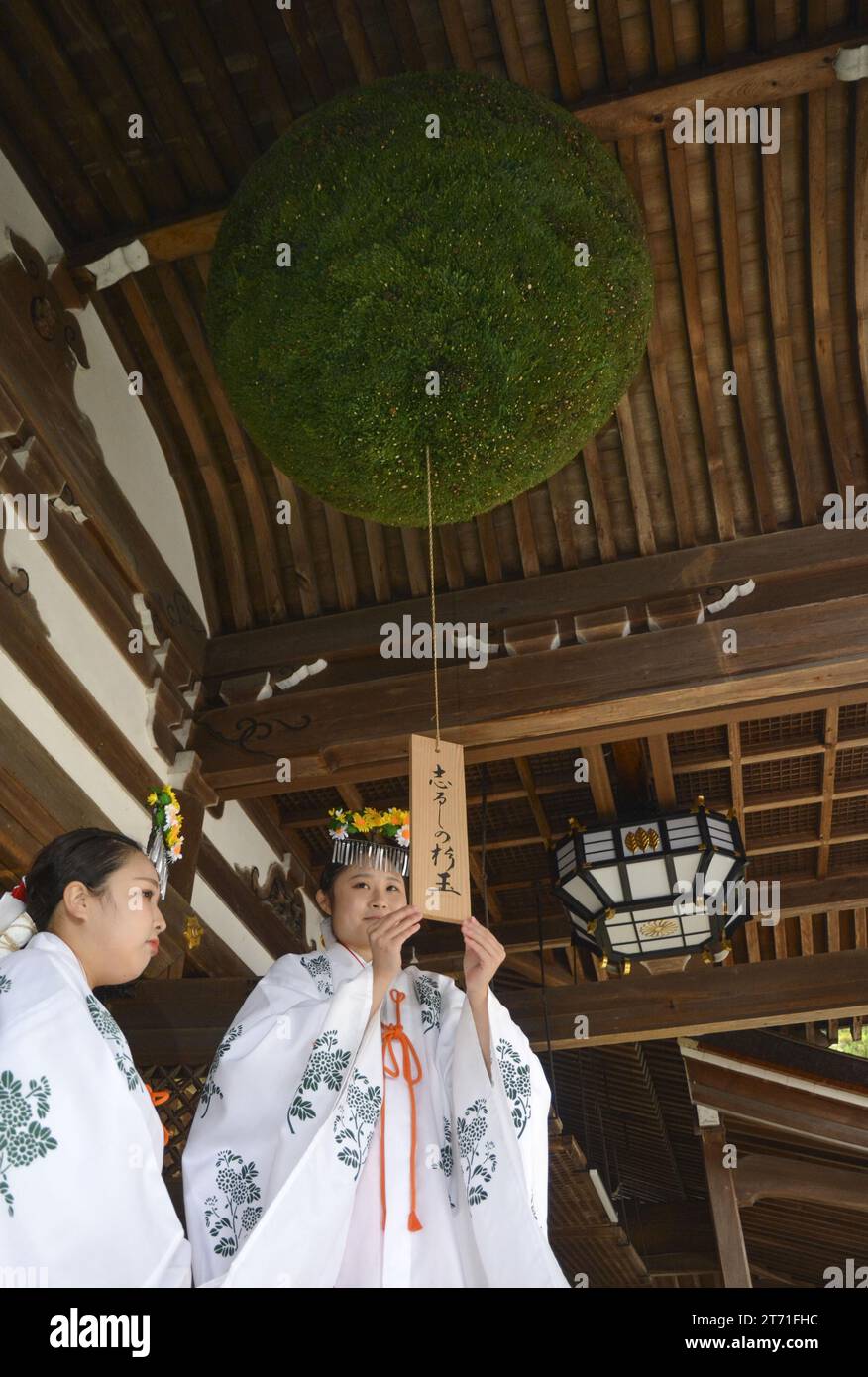 A shrine maiden attaches a wooden tag onto a fresh green "osugidama ...