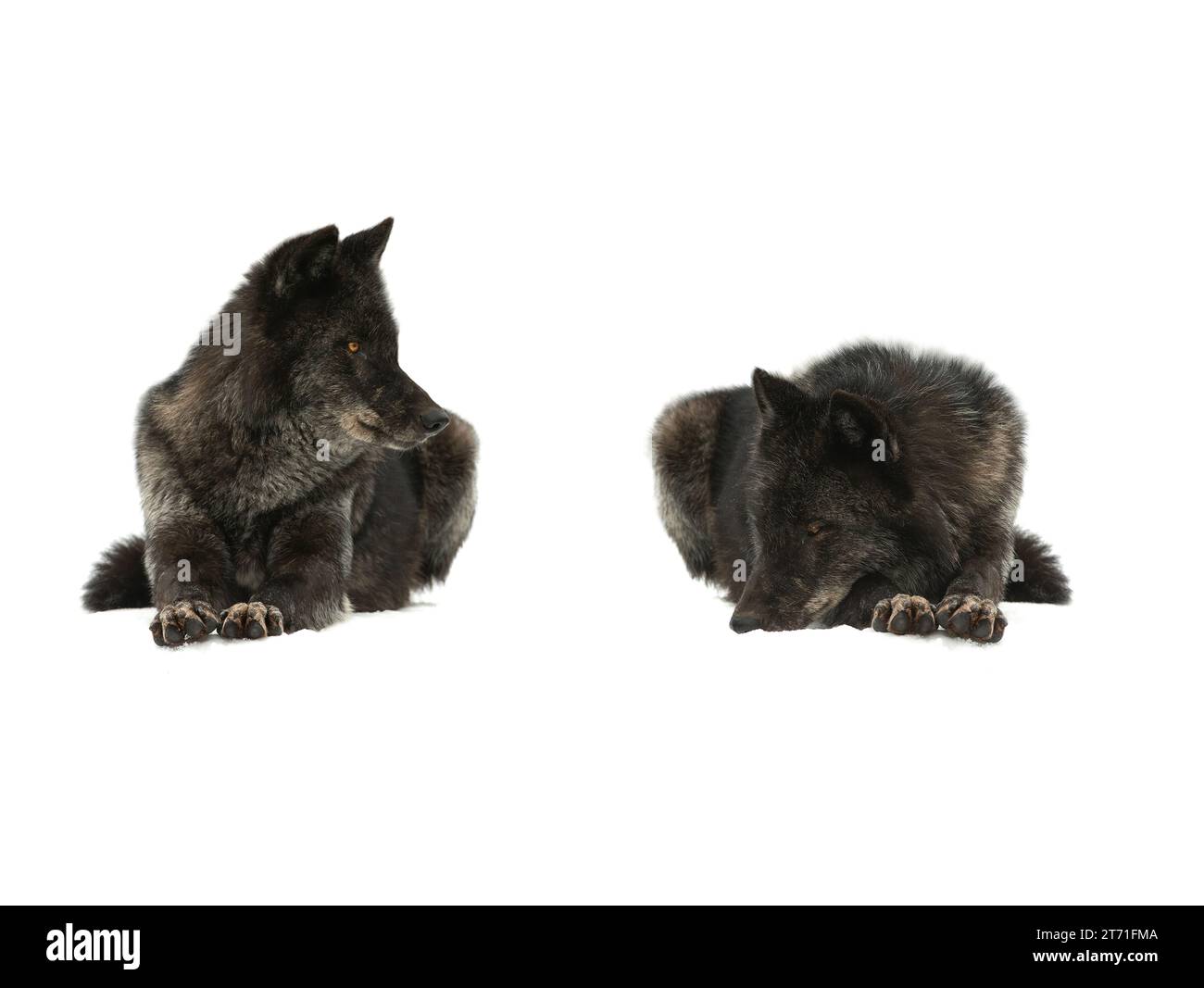 canadian wolves lying on snow isolated on white background Stock Photo ...