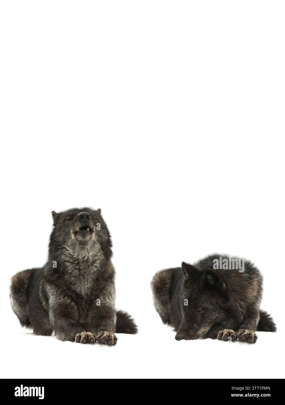 canadian wolves lying on snow isolated on white background Stock Photo ...