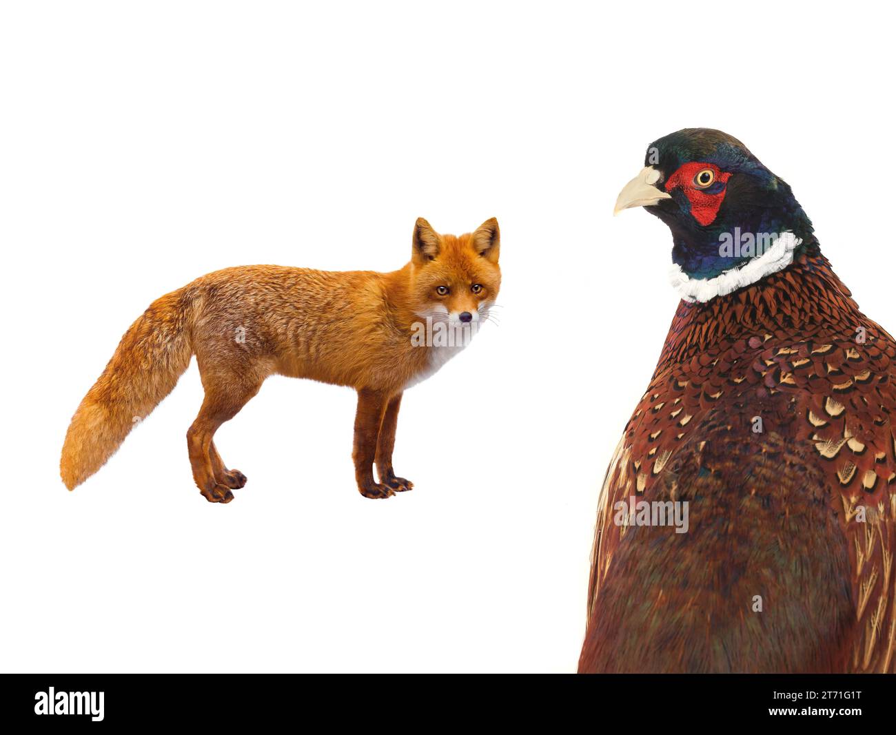 Pheasant and fox isolated on white background Stock Photo - Alamy