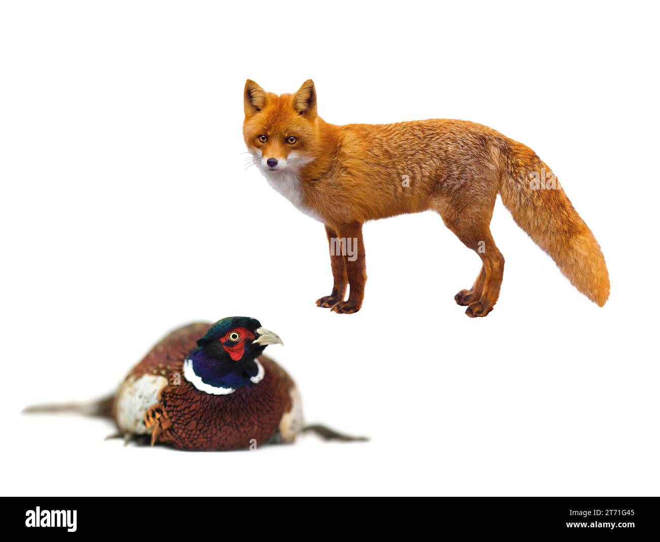 Pheasant and fox isolated on white background Stock Photo - Alamy