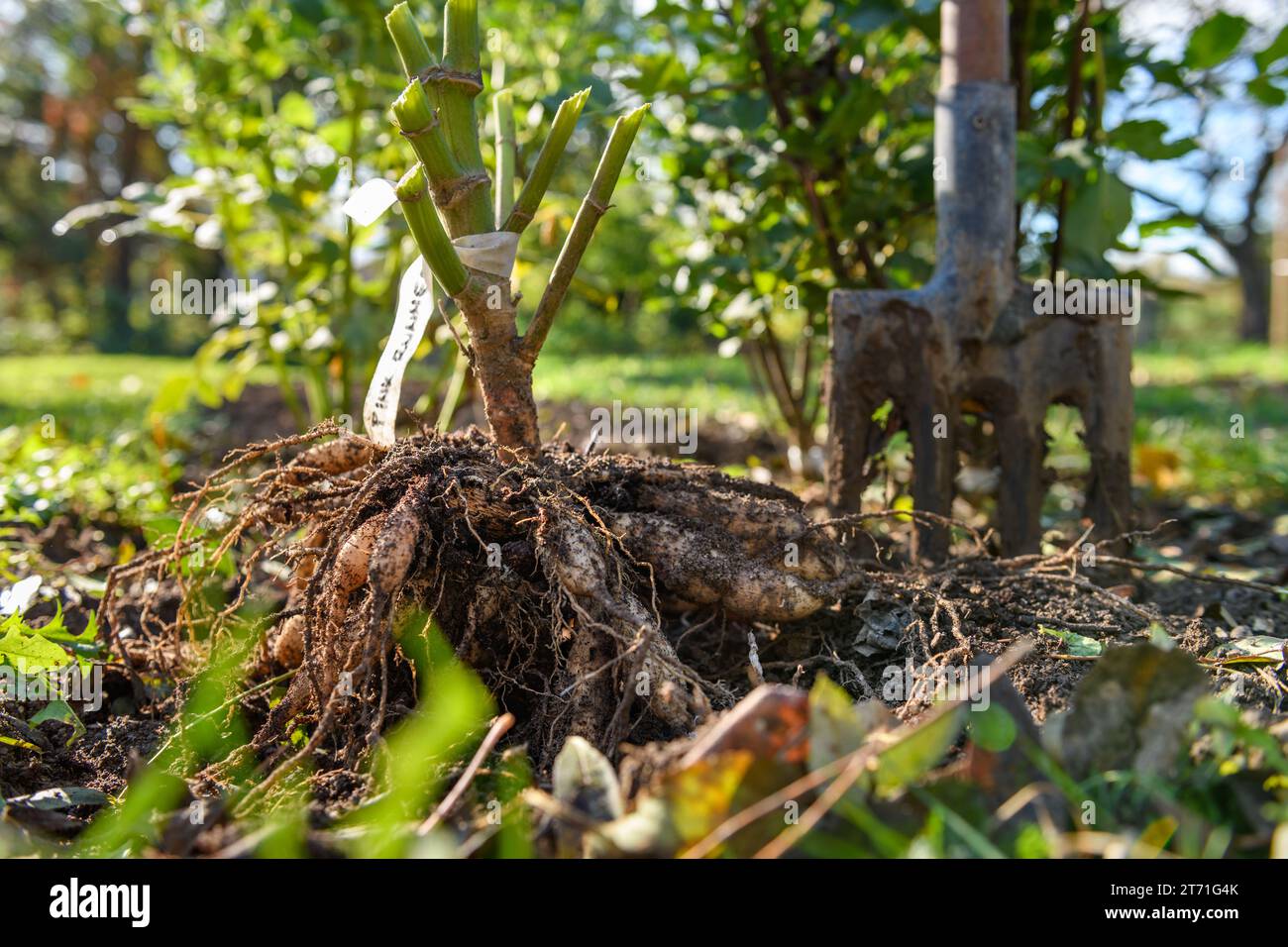 Freshly lifted dahlia plant tubers. Digging up dahlia tubers, cleaning ...