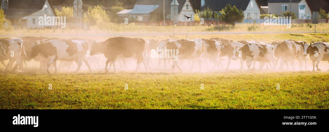 Herd Cows Crossing In Rural Meadow Countryside In Dusty Road. Cattle ...