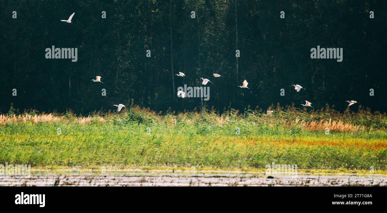 Flock Wild Birds Great Egrets Or Ardea Alba Flying Above Swamp. This ...