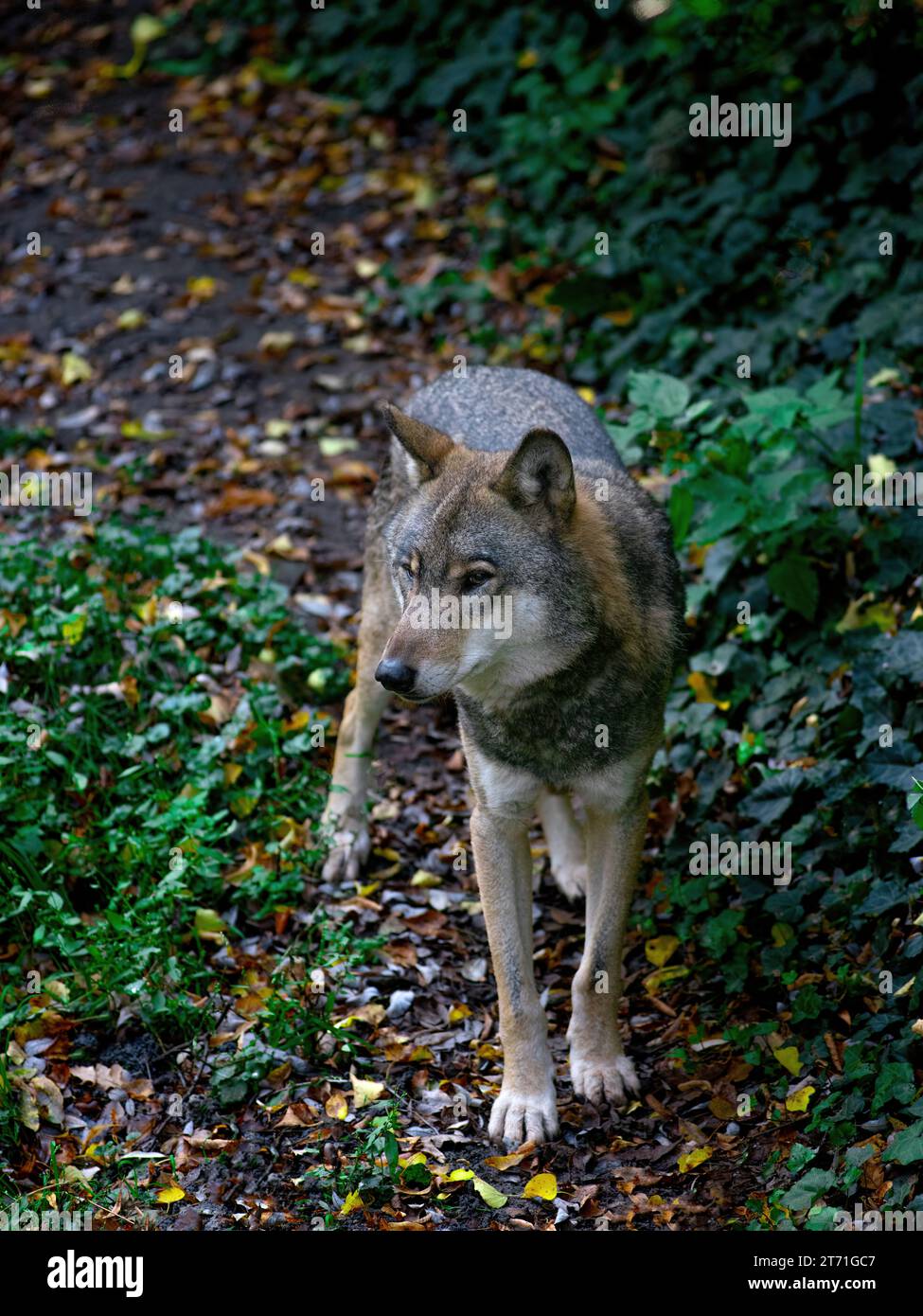 Listen to the forest hi-res stock photography and images - Alamy