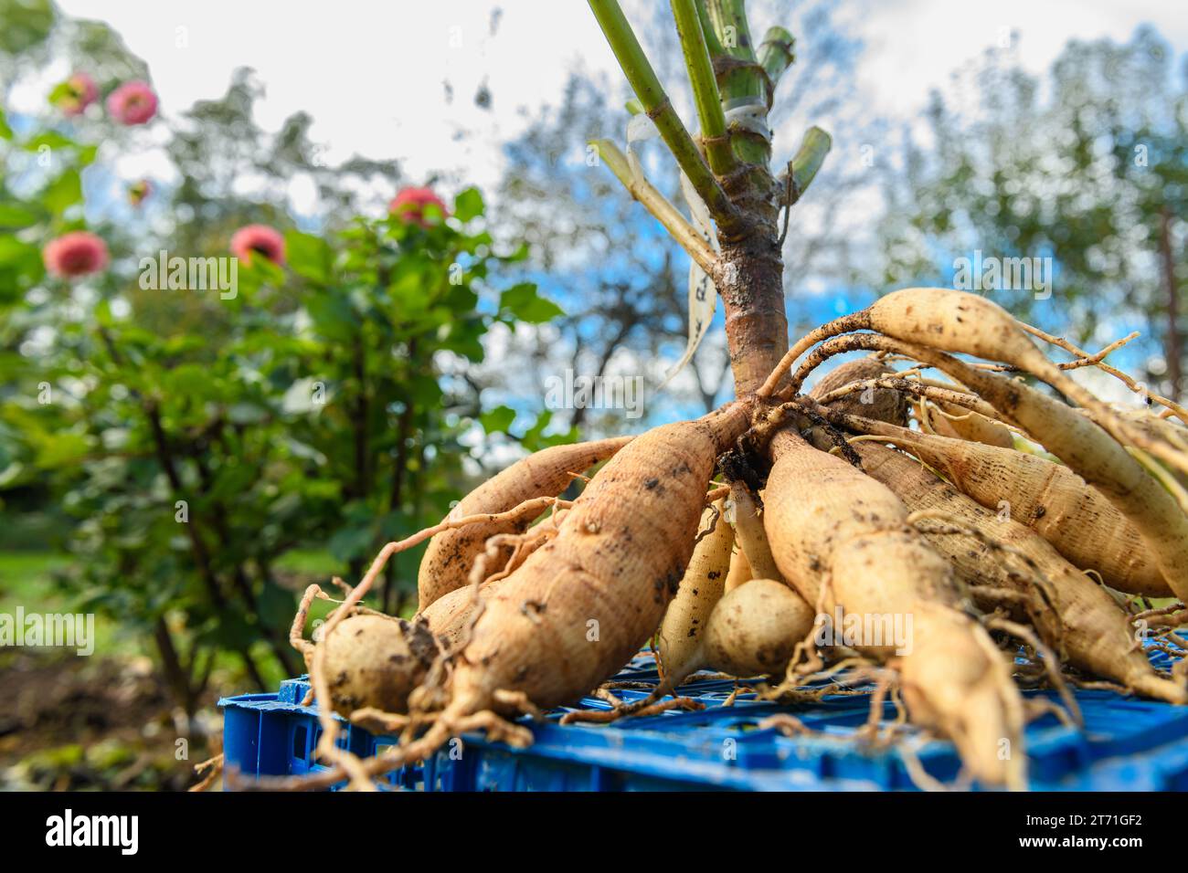 Dahlia tubers lifted for overwintering hi-res stock photography and ...