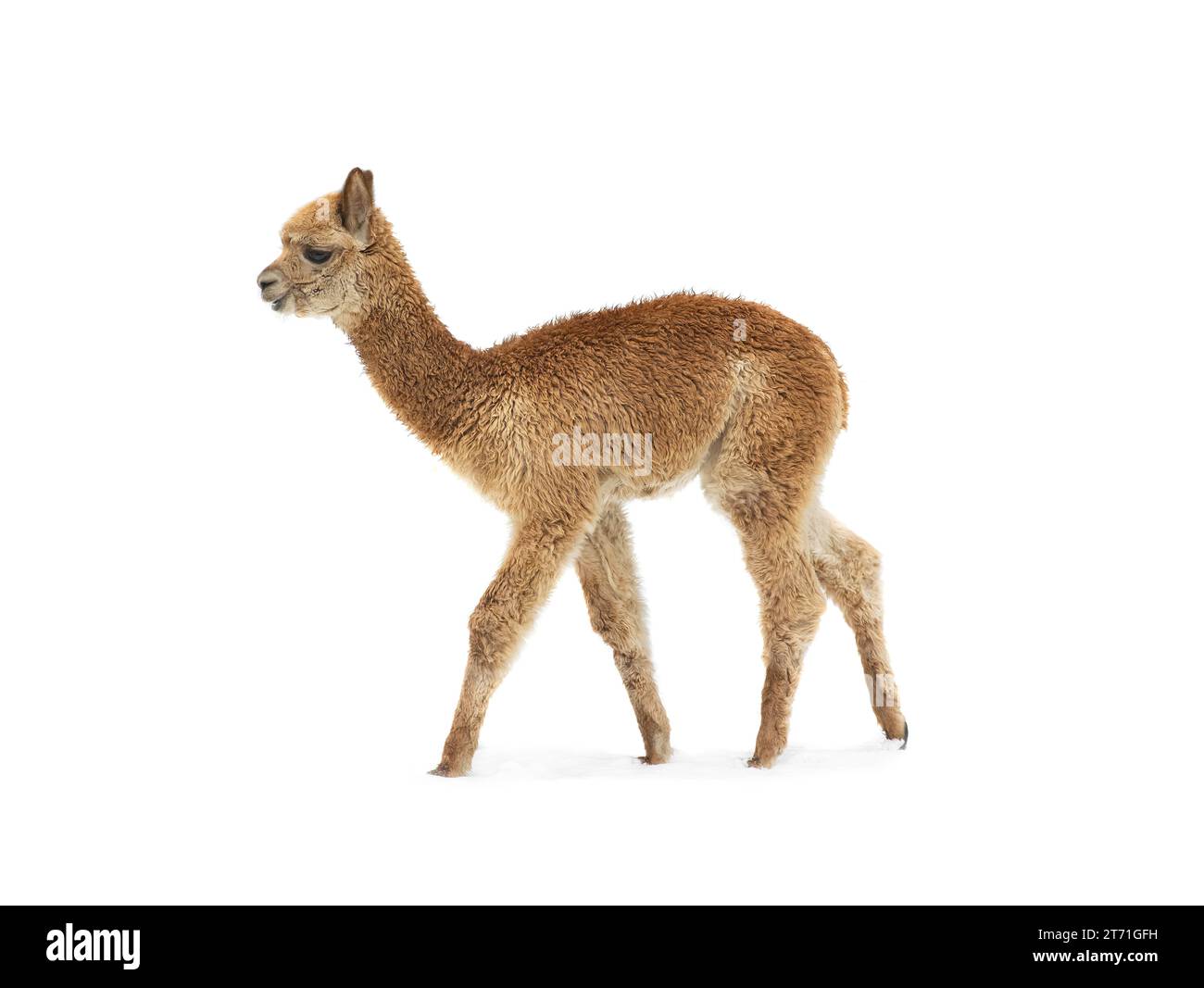Small alpaca hi-res stock photography and images - Alamy