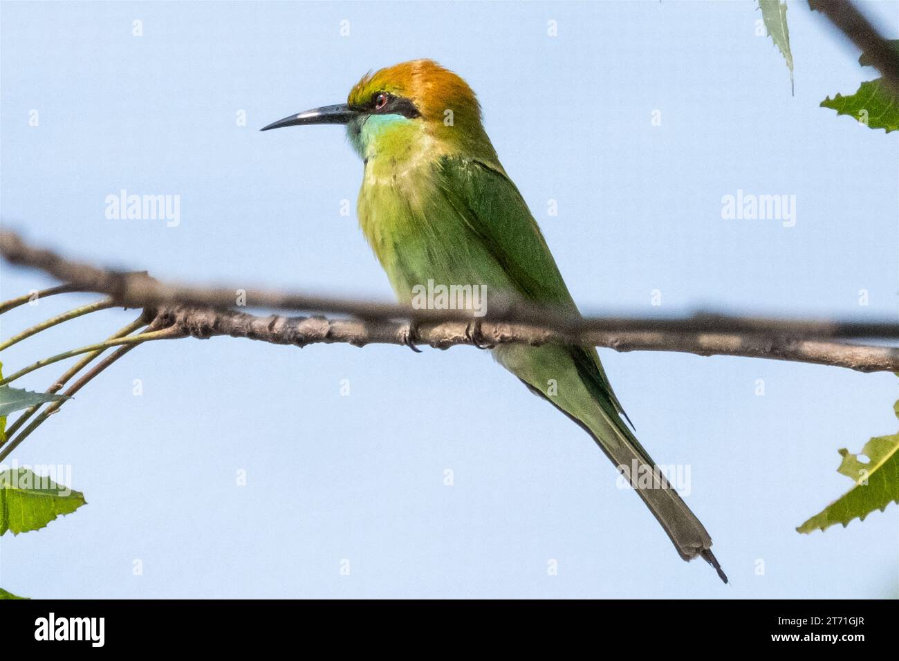 Asian green bee-eater Stock Photo - Alamy