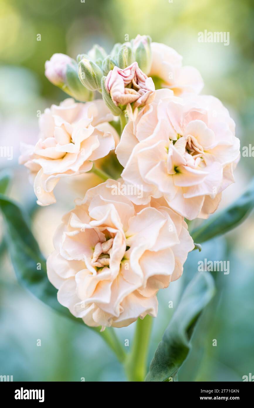 Matthiola incana, or commonly called Stock. Beautiful blush peachy ...