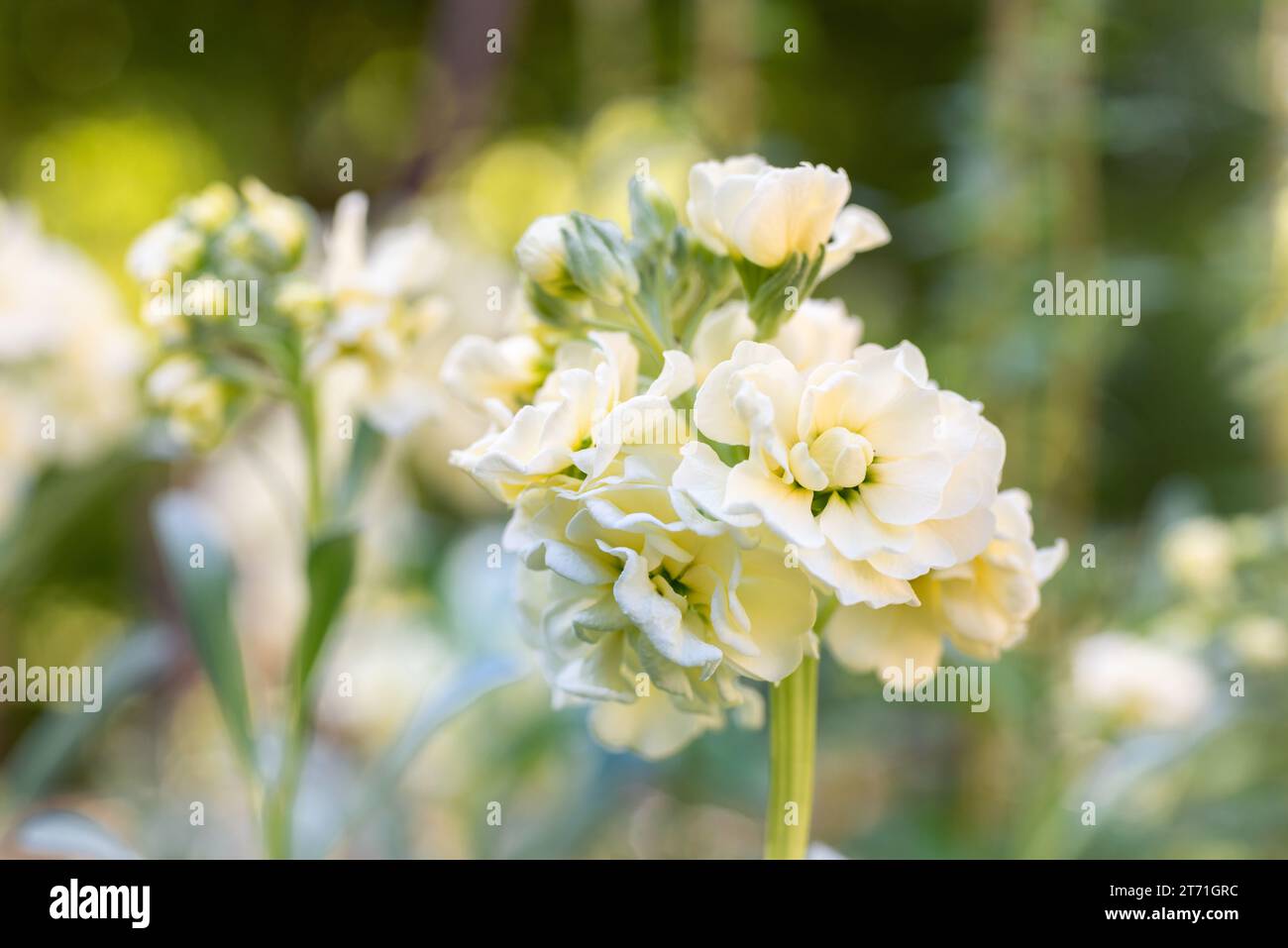 Matthiola incana, or commonly called Stock. Beautiful pastel creamy ...