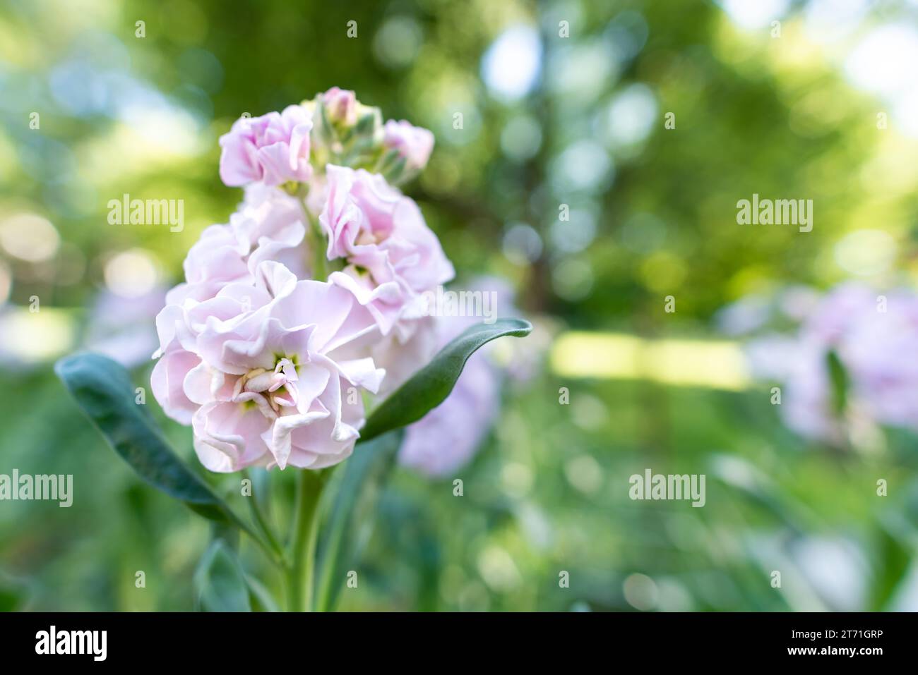 Matthiola incana, or commonly called Stock. Beautiful pastel pink ...