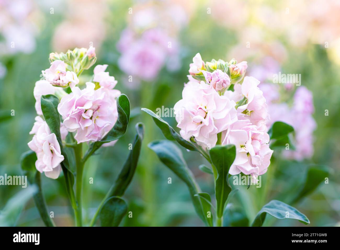Matthiola incana, or commonly called Stock. Beautiful pastel pink ...