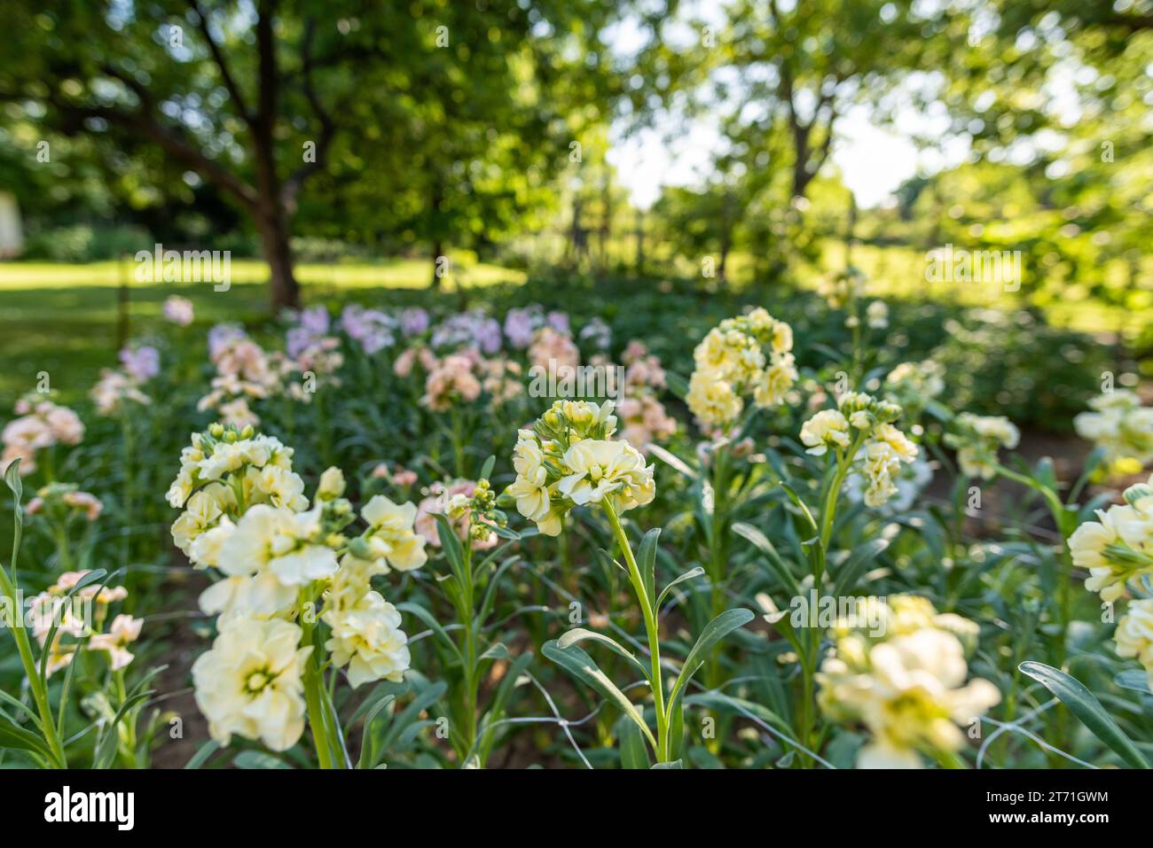Matthiola incana, or commonly called Stock. Flowerbed of beautiful ...