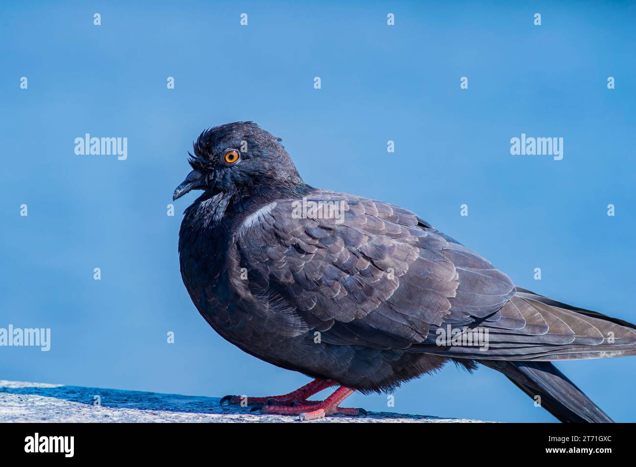 Black pigeon of the columbidae bird family. Animals in the wild ...
