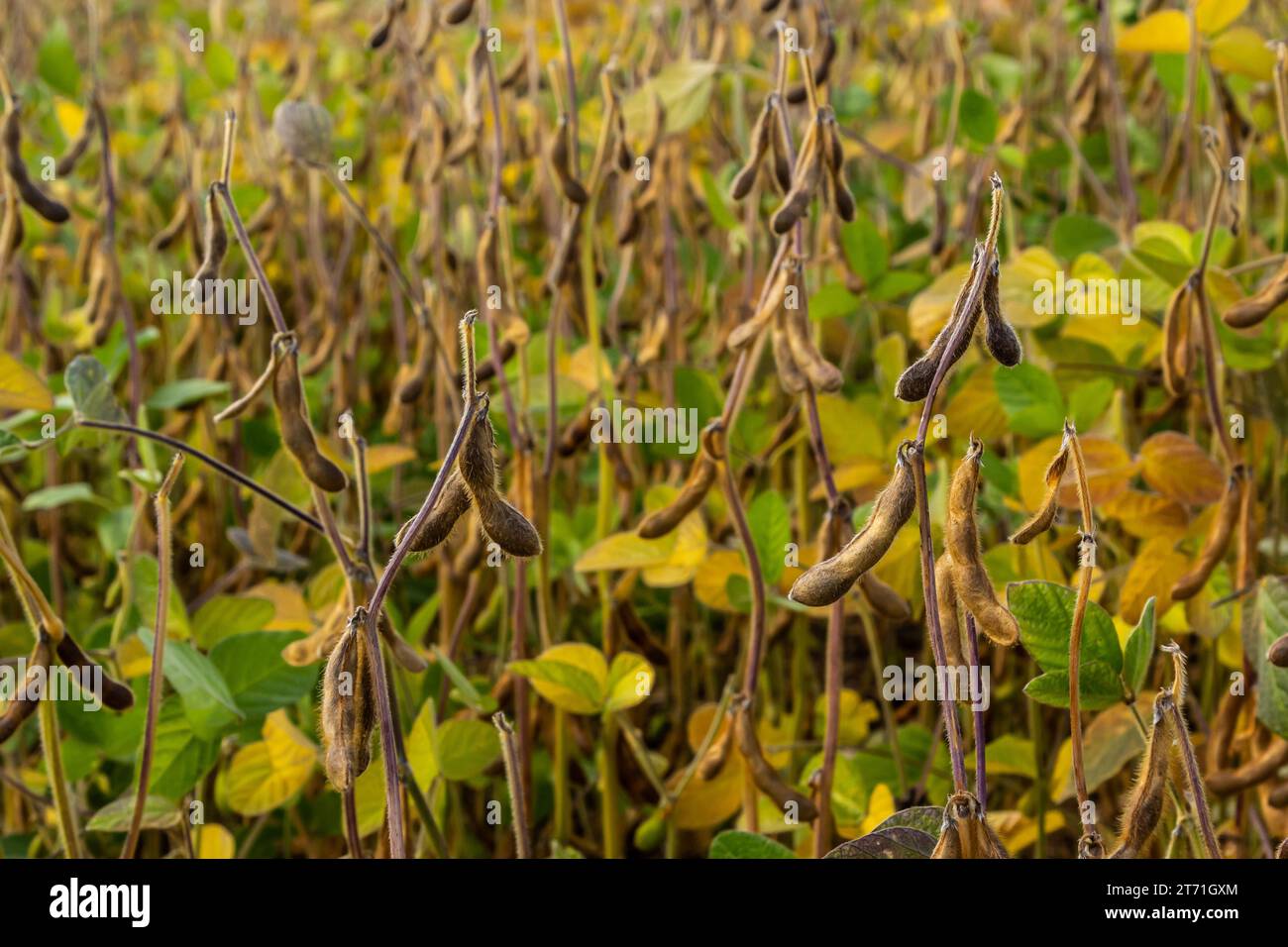 soybean shell in the soybean field. yellow and brown pods. Productivity ...