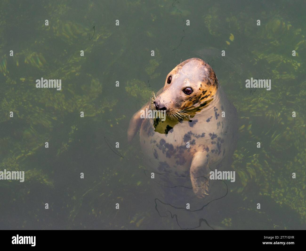 fur seal stands on its hind legs at the bottom of the sea Stock Photo ...