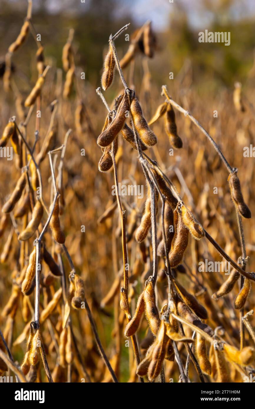 Soybean fields. Ripe golden-yellow soybean pods at sunset. Soybean ...