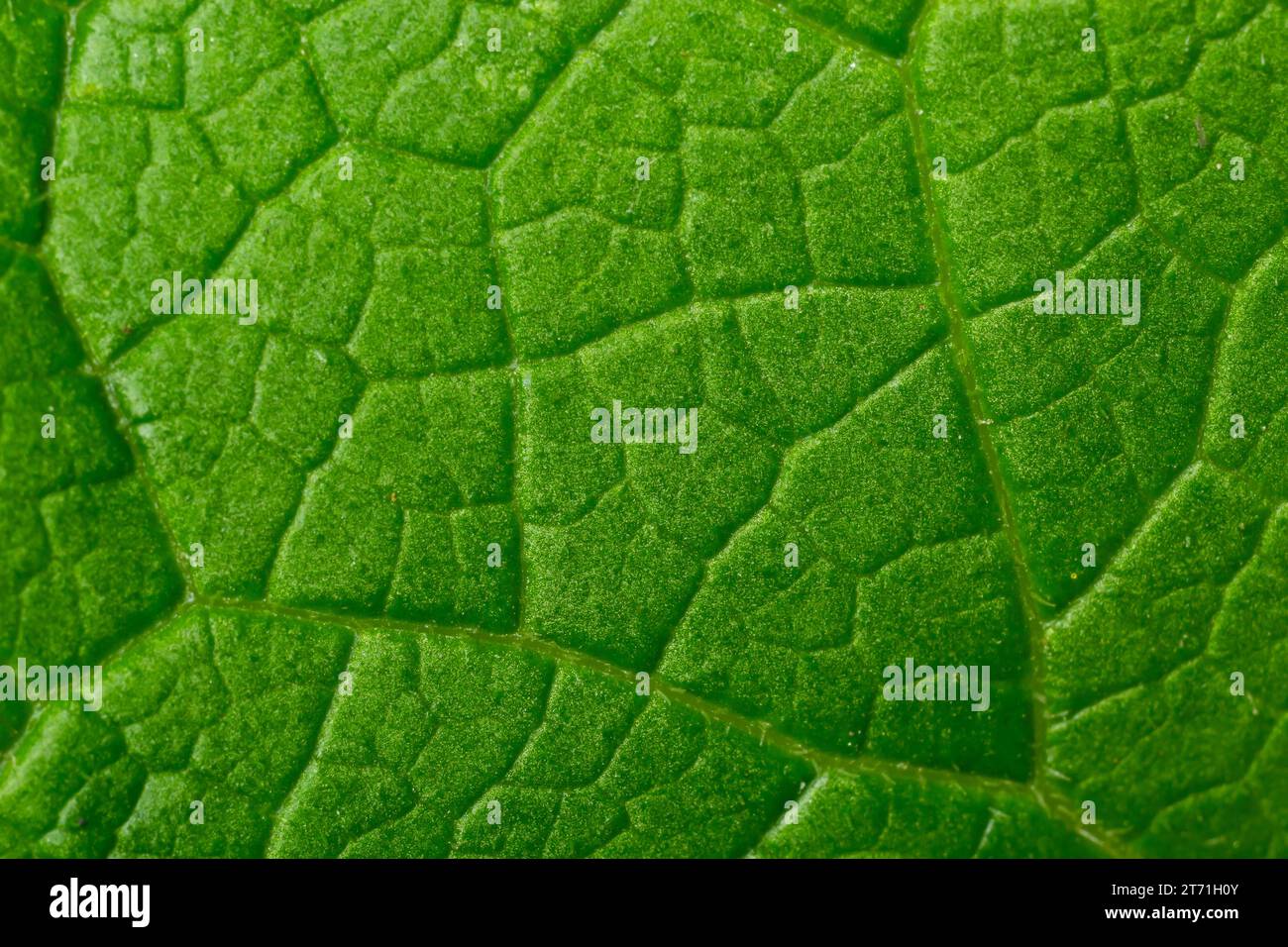 Abstract green leaves texture for background. Natural environment ...