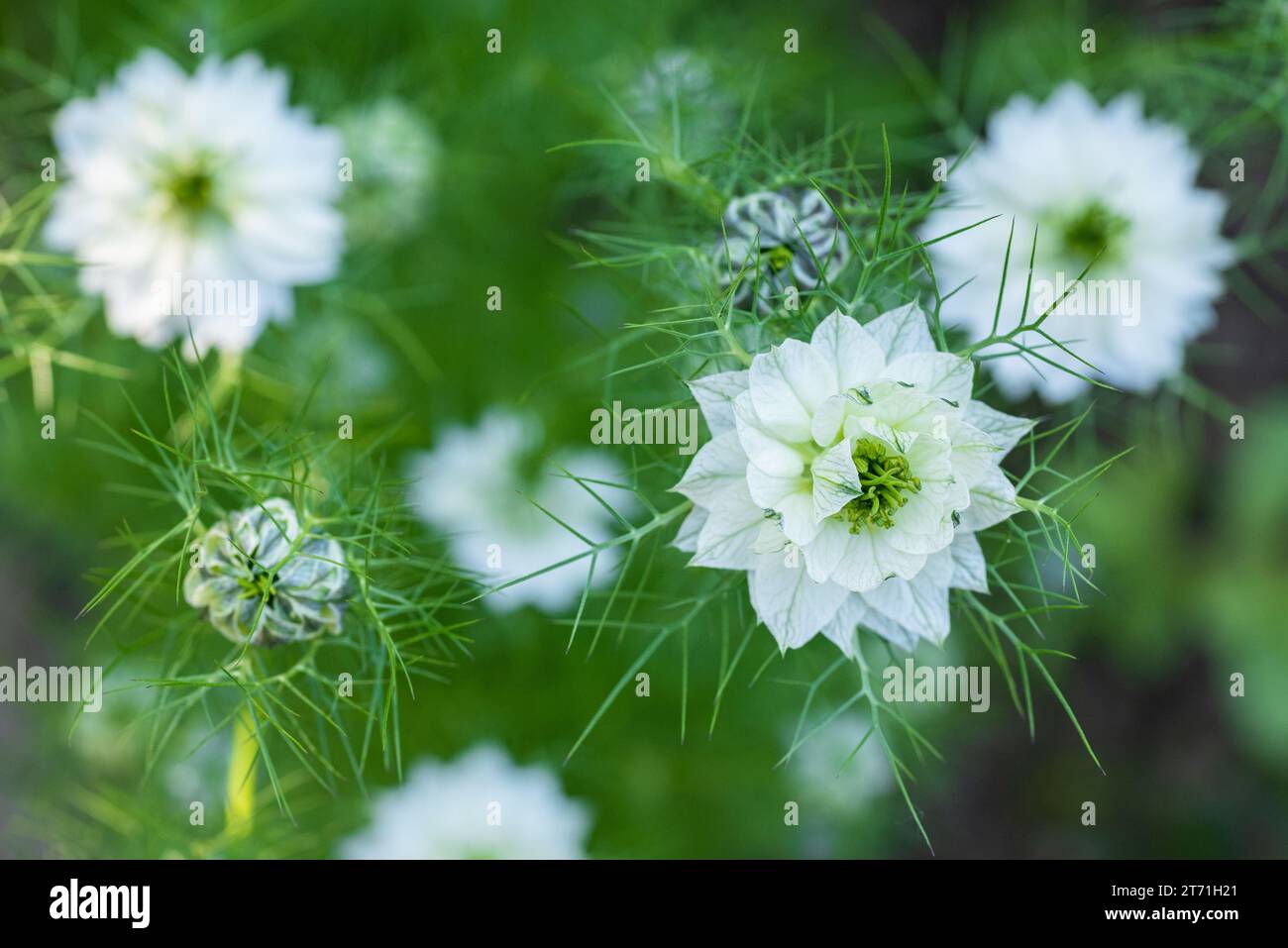 Nigella damascena, love-in-a-mist, or devil in the bush. White nigella ...
