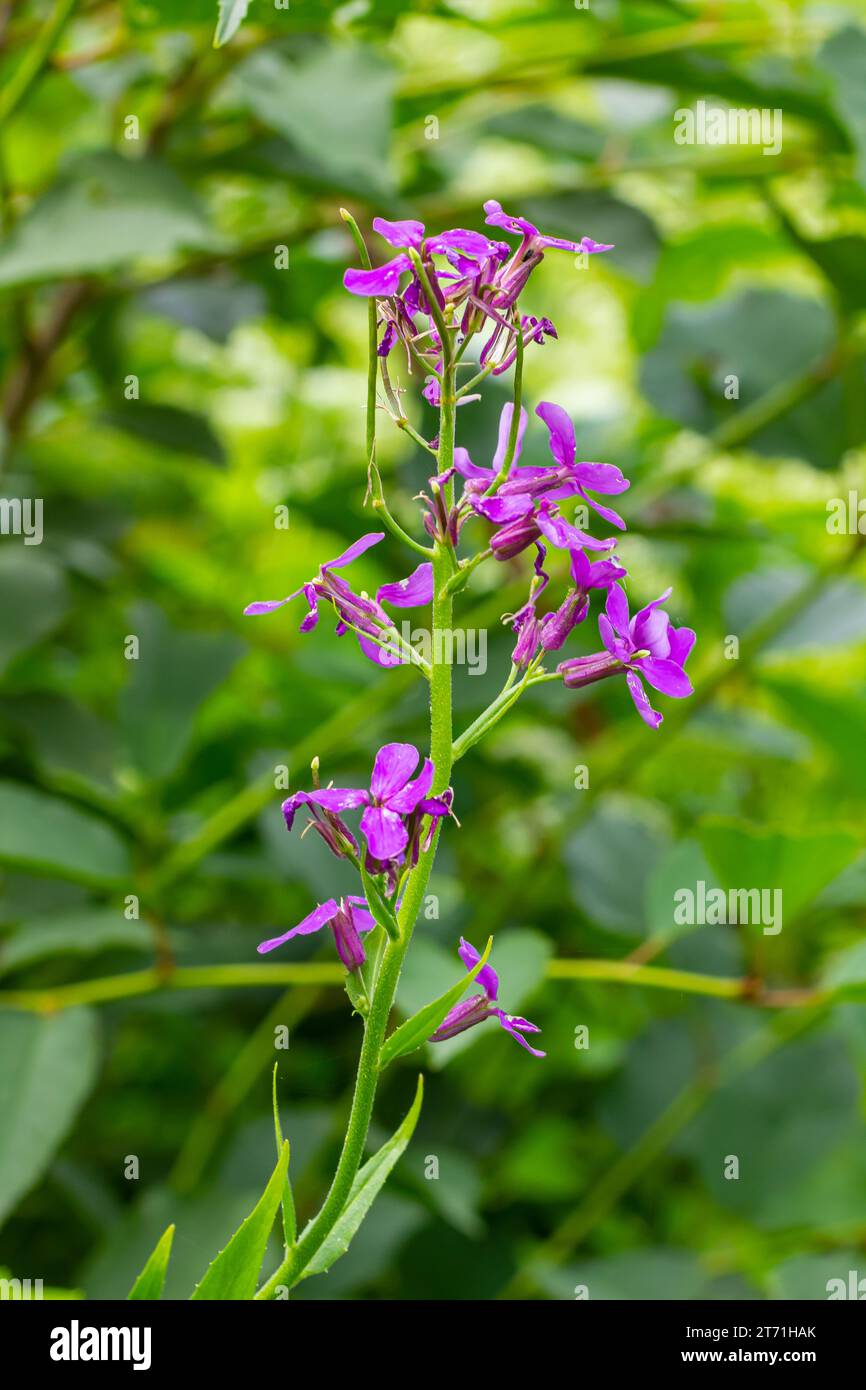 Hesperis matronalis or summer violet, a herbaceous perennial or ...