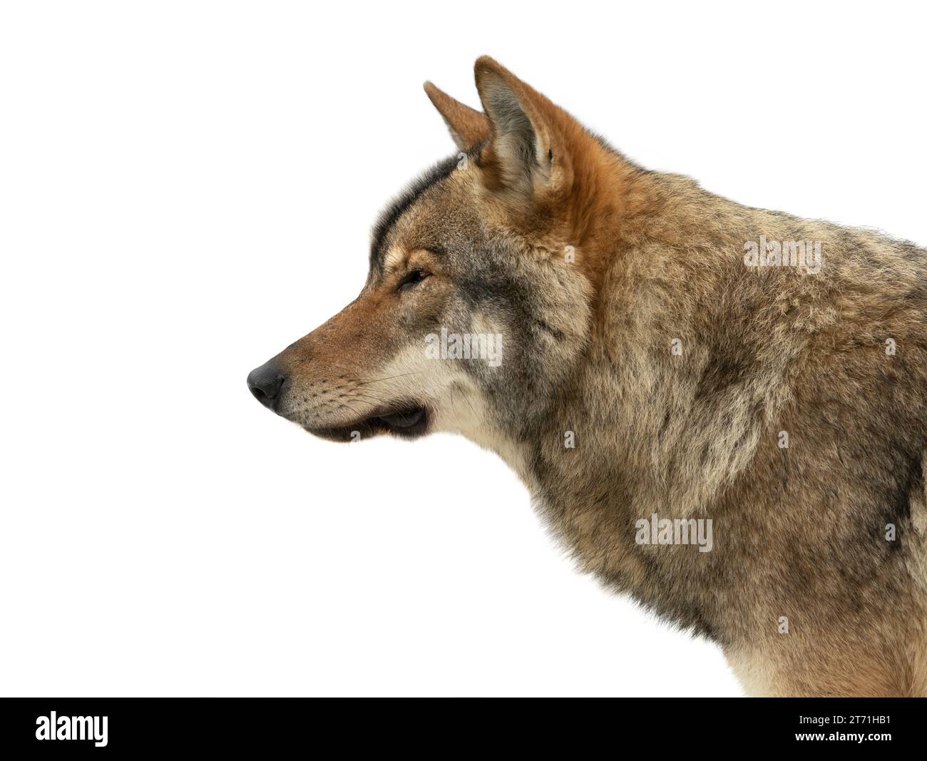 gray wolf portrait isolated on white background Stock Photo - Alamy