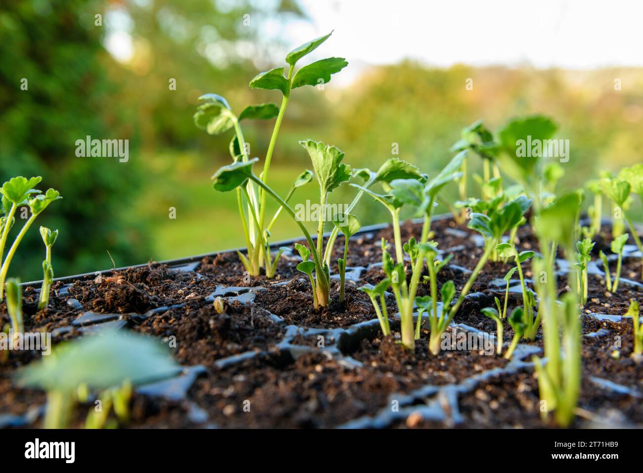 Seedling tray full of young sprouting Ranunculus plants. Persian ...