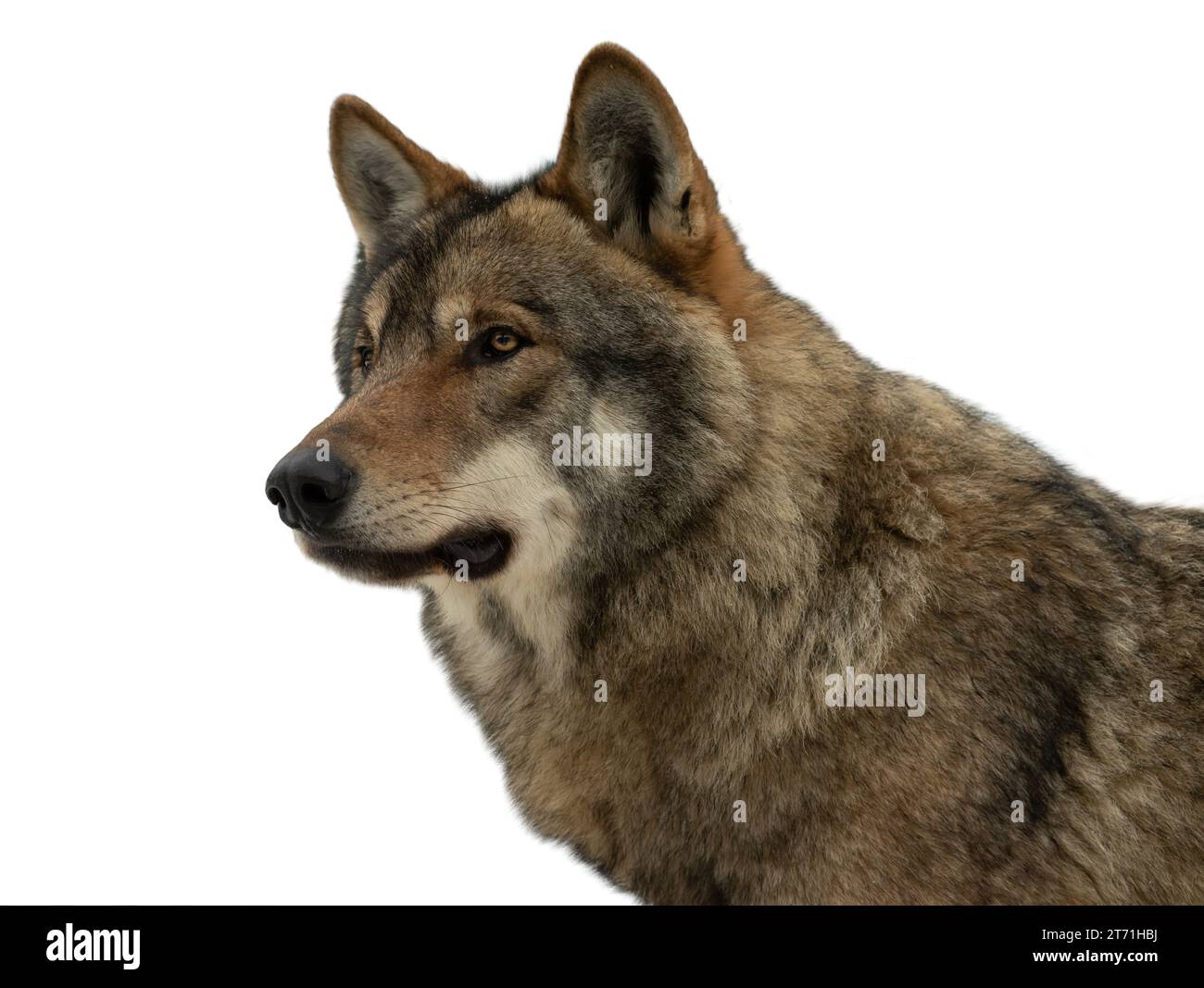 gray wolf portrait isolated on white background Stock Photo - Alamy