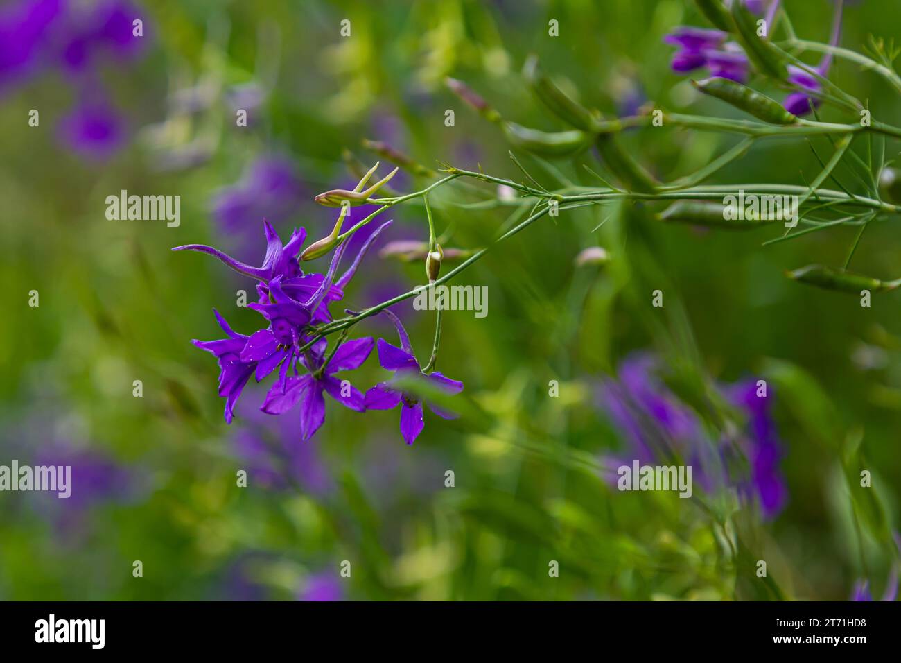 Wild Delphinium or Consolida Regalis, known as forking or rocket ...
