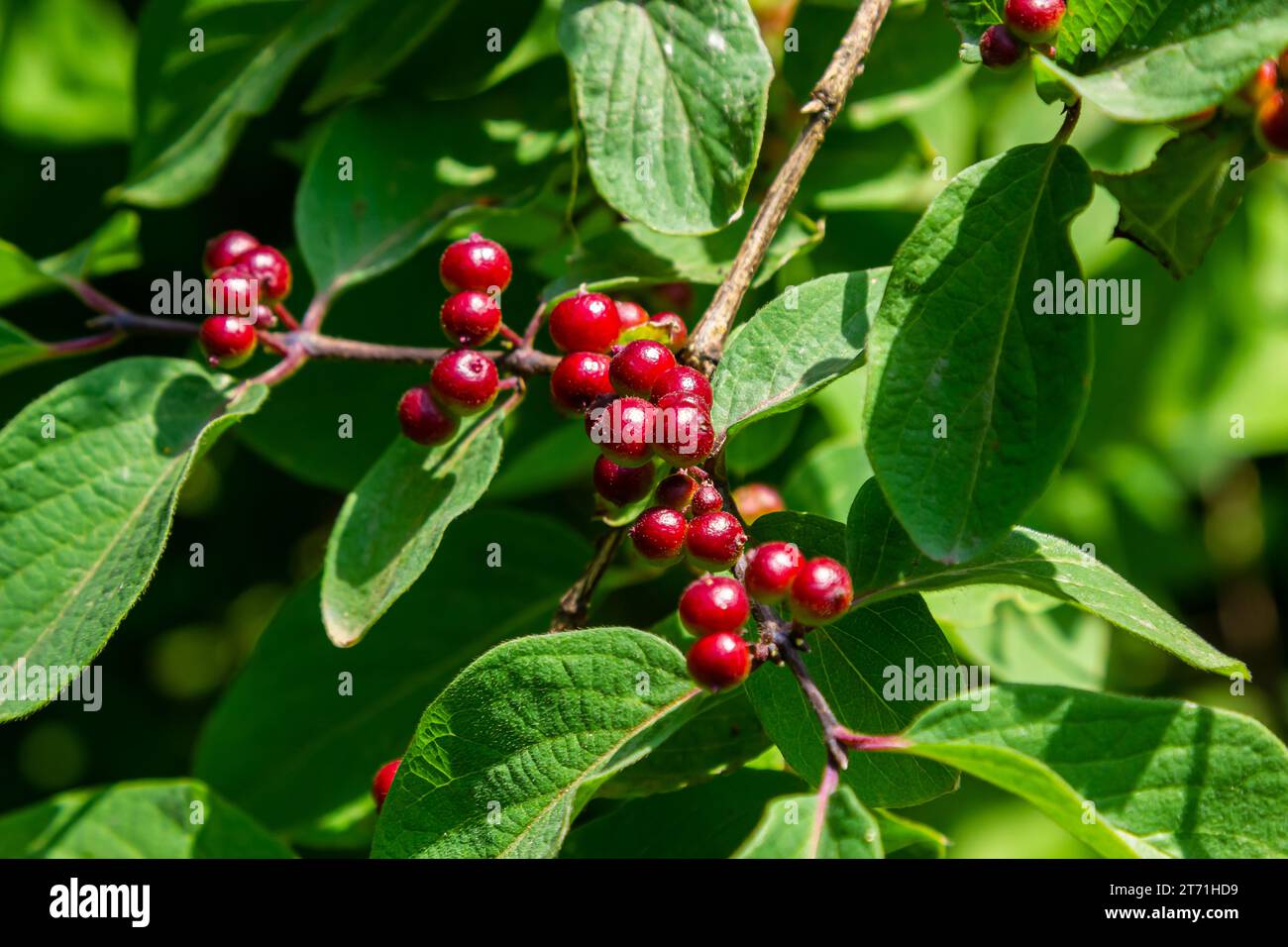 Festive Holiday Honeysuckle Branch with Red Berries Lonicera xylosteum ...