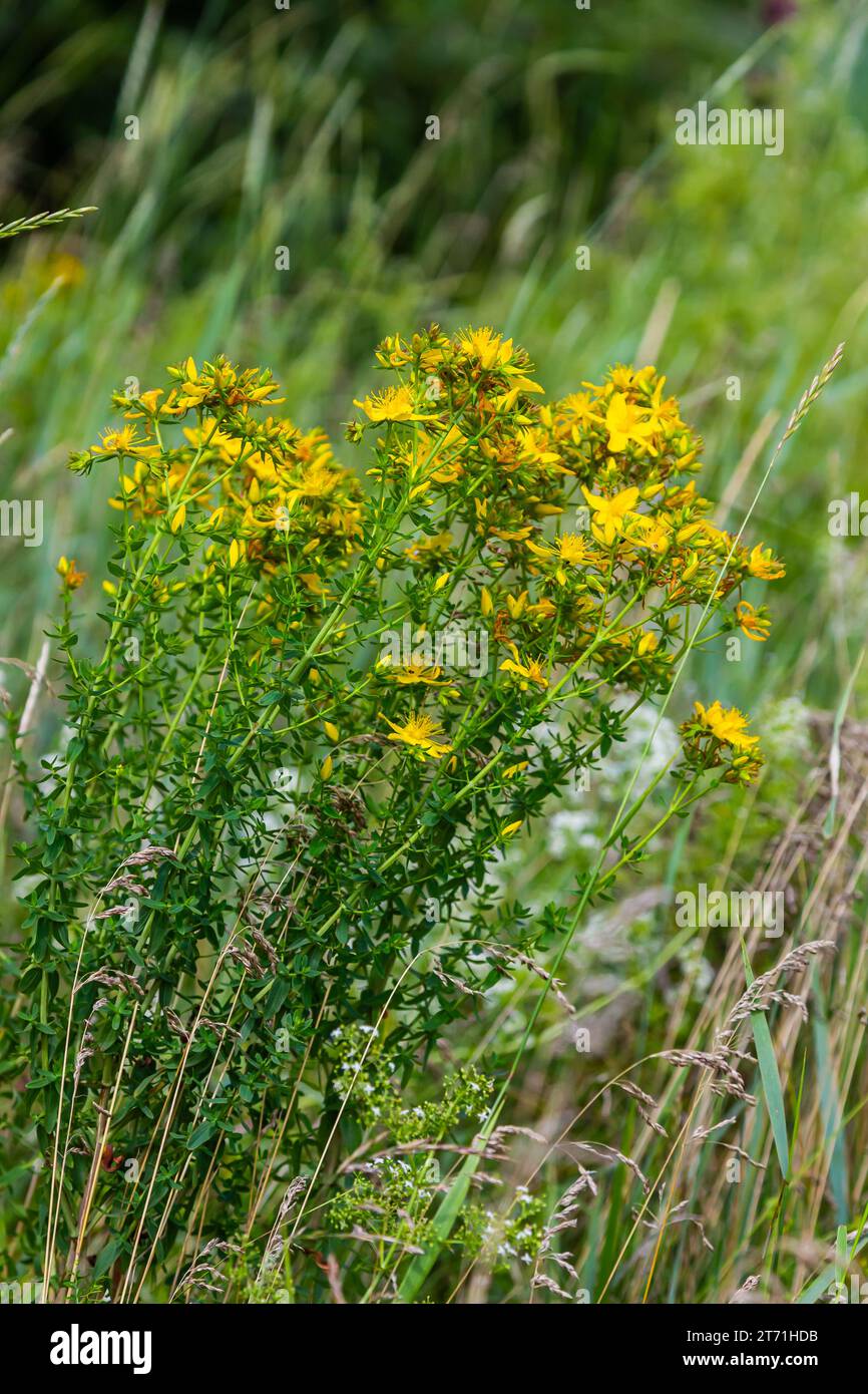 close-up of the yellow blossoms of Hypericum perforatum, a herbal ...