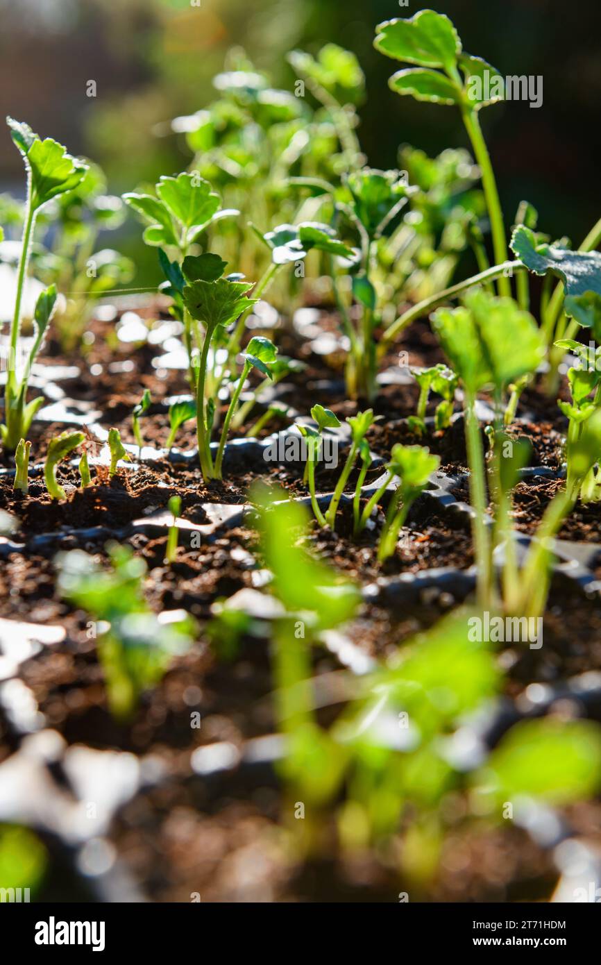 Seedling tray full of young sprouting Ranunculus plants. Persian ...
